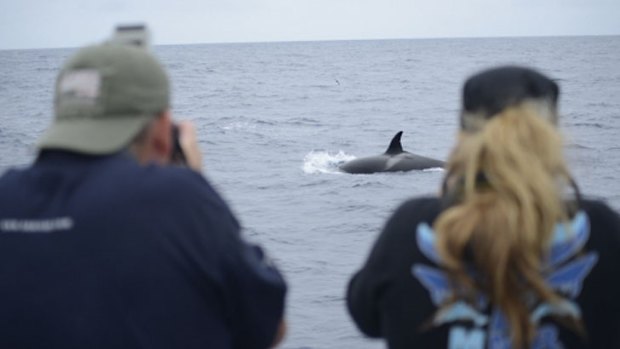 Documentary makers turn to crowdfunding for research on Bremer Bay ...