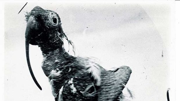 Sydney's old crock of a cockie was a legend at 120