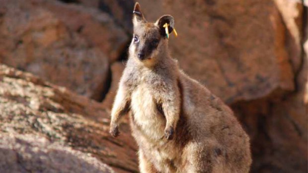 WA's rare black-flanked rock wallaby on rebound
