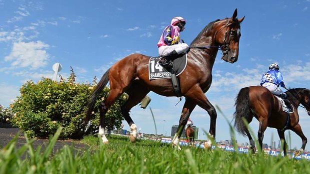 Shamexpress off to Ascot