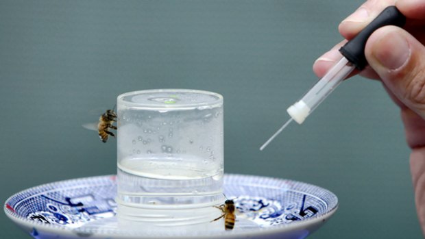 Bees get an added buzz in cocaine-fuelled dance