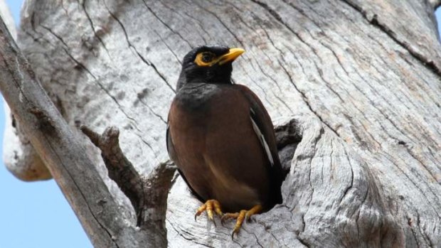 Canberra's Indian myna trapping program recognised at the Australian ...