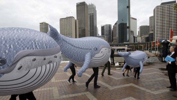 Blow-up whales spotted in harbour