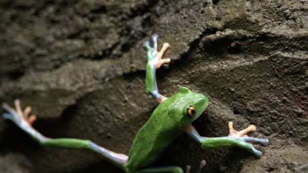 Rare tree frog euthanised at Zoo Atlanta