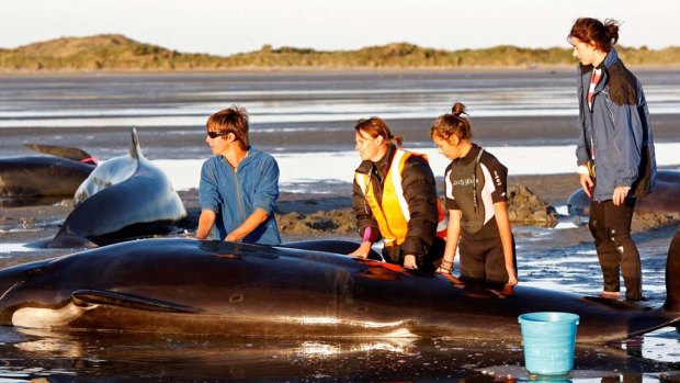 33 whales shot after beaching in NZ
