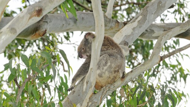Australia Zoo provide lifeline for koalas with chlamydia