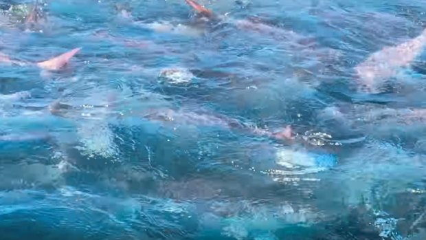 Snap back: 'Spiraling vortexes' of pink snapper a welcome sight off ...