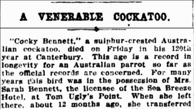 Sydney's old crock of a cockie was a legend at 120