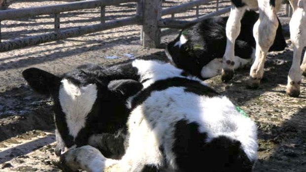 Brutal secret behind the dairy industry