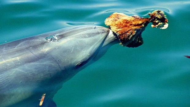 WA dolphins pass down nose guard trick from a "sponging Eve"