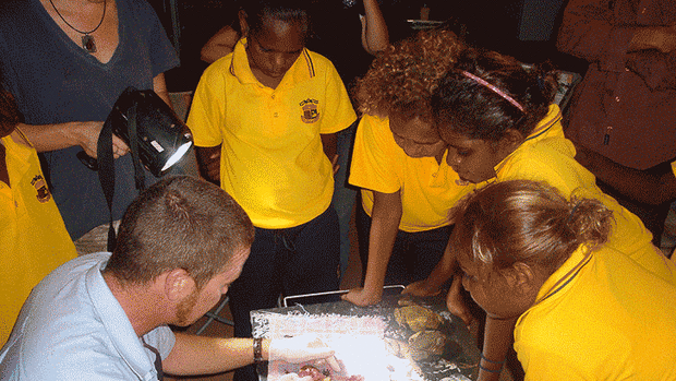 People give chase in losing battle with cane toads