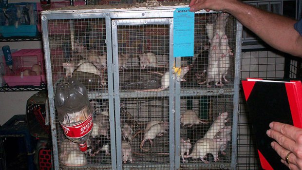 Horrific cases of animal hoarding uncovered