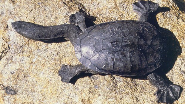 Turtles captured, left to drown