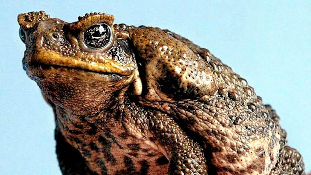 Eye of newt, toe of cane toad ... a recipe for Origin success