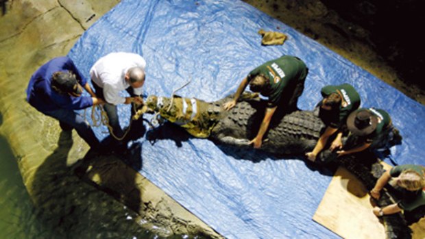 Rex settles in at new Darling Harbour pad