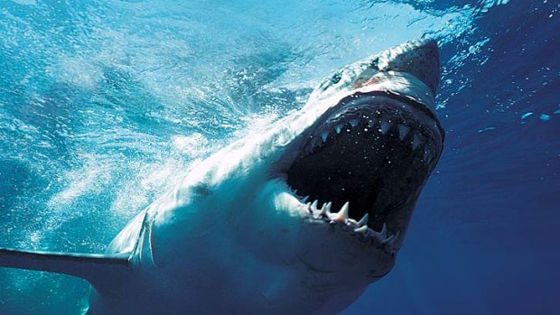 Western Australia shark mystery sparks bigger questions over ocean ...
