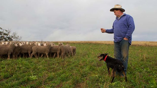 Breeding the mongrel that makes top dog worth top dollar