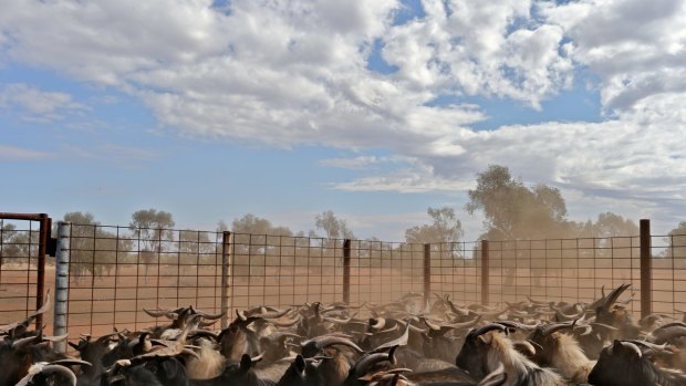 Cobar, New South Wales: Travel guide and things to do