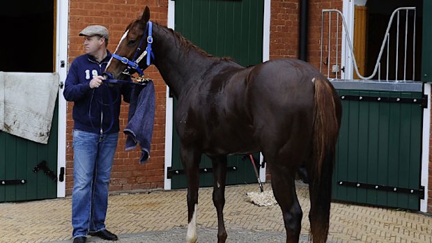 It's all about Ascot for owners of Star Witness