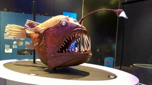 Monsters of the deep unleashed in Queensland Museum