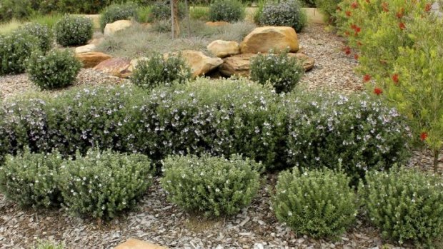 Gardening: Home-grown hedging a native border to the box tree moth