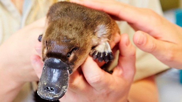 Rescued baby platypus will educate kids on Gold Coast