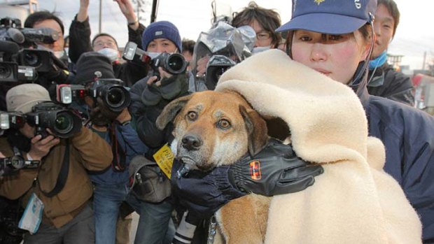 Dog lost in tsunami reunited with owner