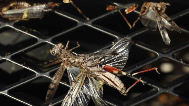 Splatter count: 2 trillion insect deaths bug biologists, drivers