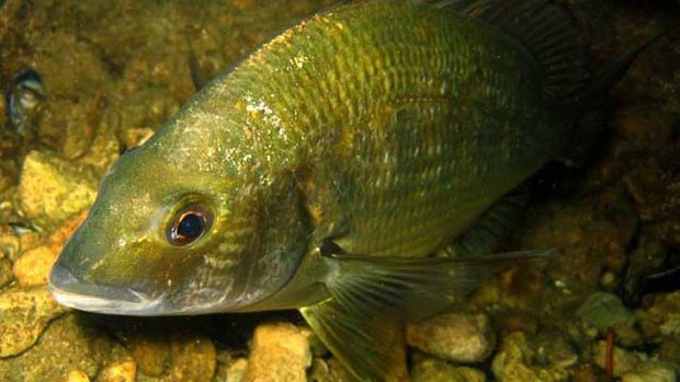 Thousands of fish to be tracked across river