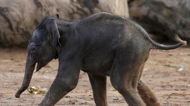 Taronga's triumph: baby elephant named