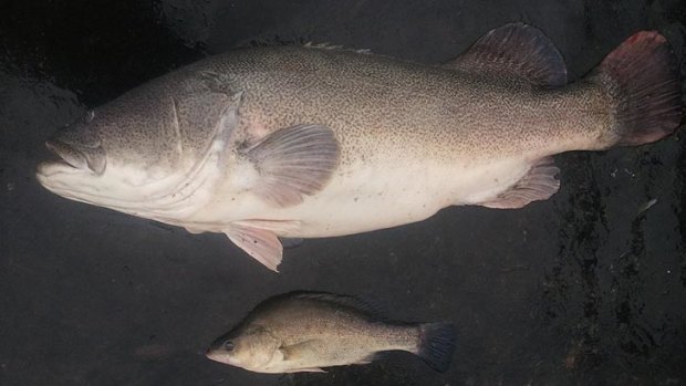 Cod no! Tail of the little one that got away