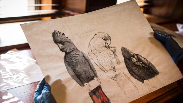 William T Cooper: The great bird artist's legacy to NSW