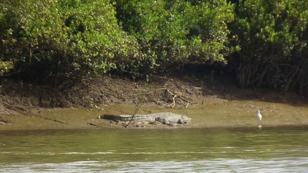 Large croc seen near Maryborough