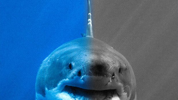 Sharks are colour-blind, WA study suggests