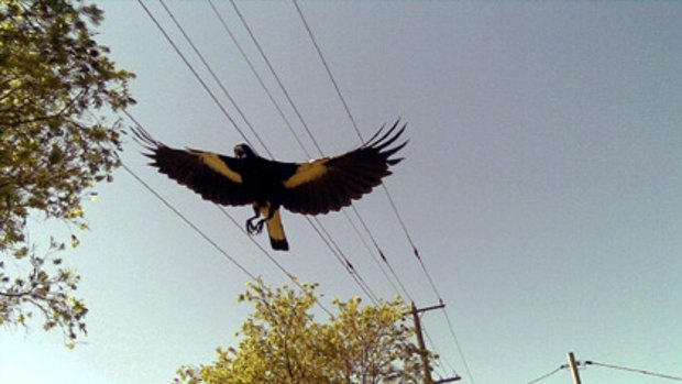 Magpie swooping season looms