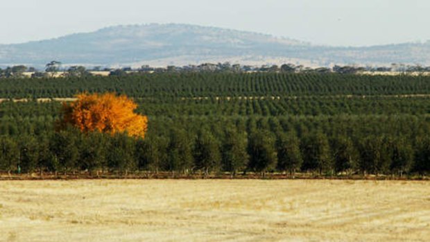 Boort, Victoria: Travel guide and things to do