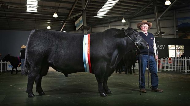 A load of bull in anyone's language, Legs 11 proves to be star turn