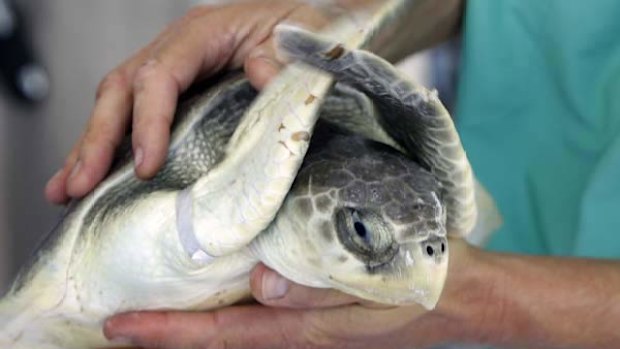 Sea turtles burnt alive in Gulf clean-up