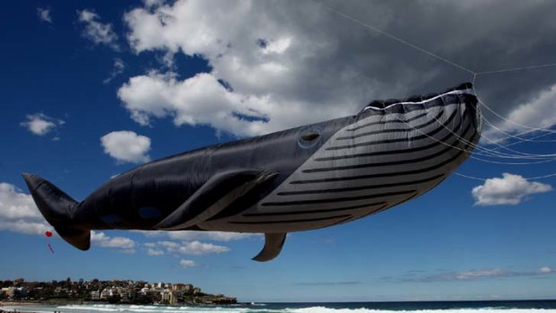 Weather about to spring back and it's perfect for whale watching