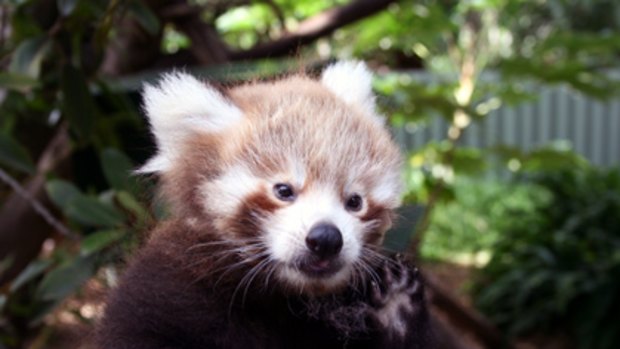 First outing for Perth Zoo pandas