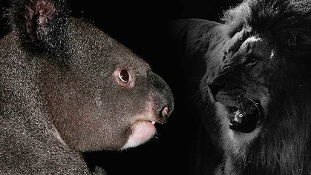 That's no lion madam, that's the bellow of a randy koala