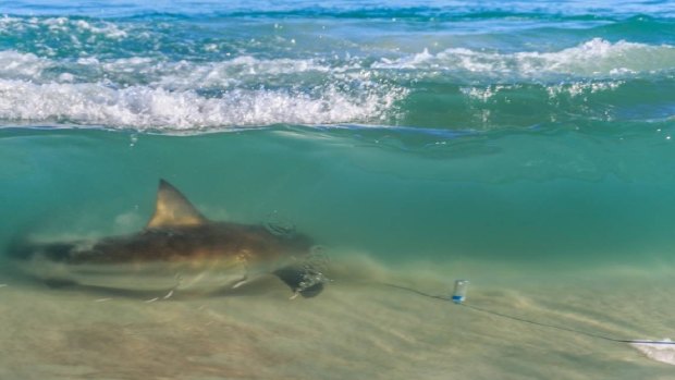Twenty sharks sighted along Victoria’s beaches