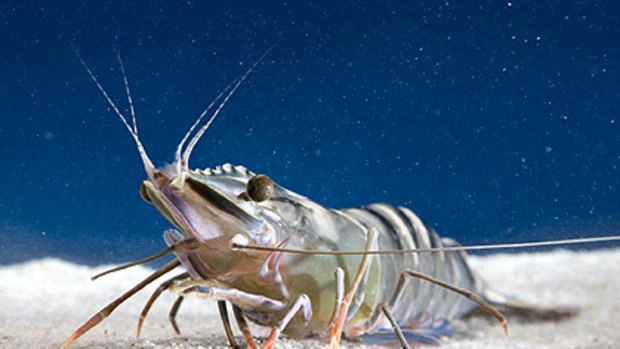CSIRO prawn's new dawn