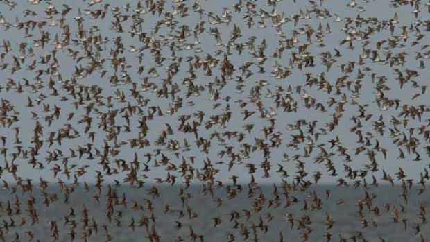 Bound for Werribee on unstinting wings