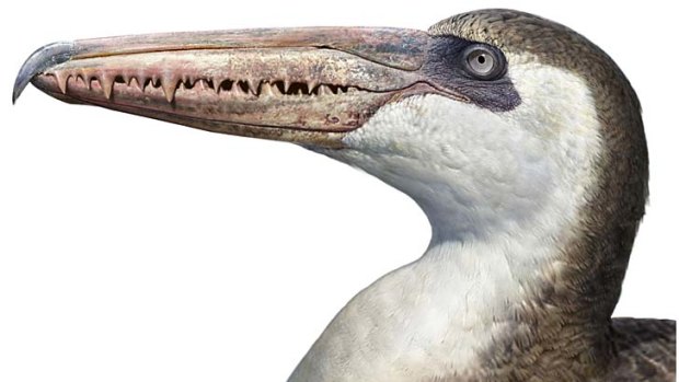 Prehistoric Bird With Teeth
