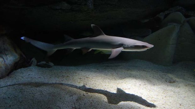 Baby sharks take their first nibble in public