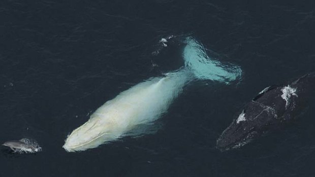 Migaloo's on the move, and Queensland is watching
