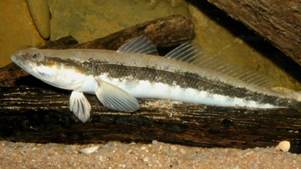 Salty is sexy for this fishy female, study finds