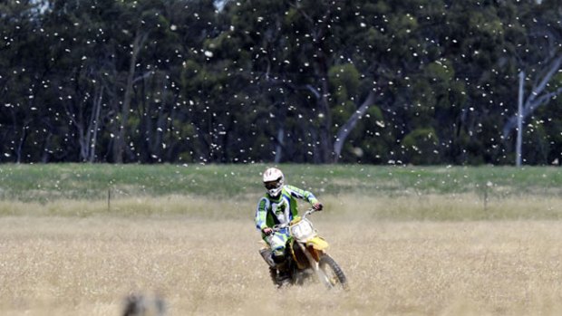 Swarming locusts nearing Melbourne in search for food
