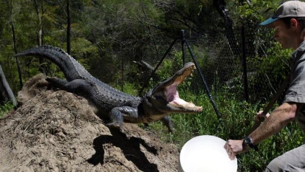 Clever crocodiles use sticks to lure prey